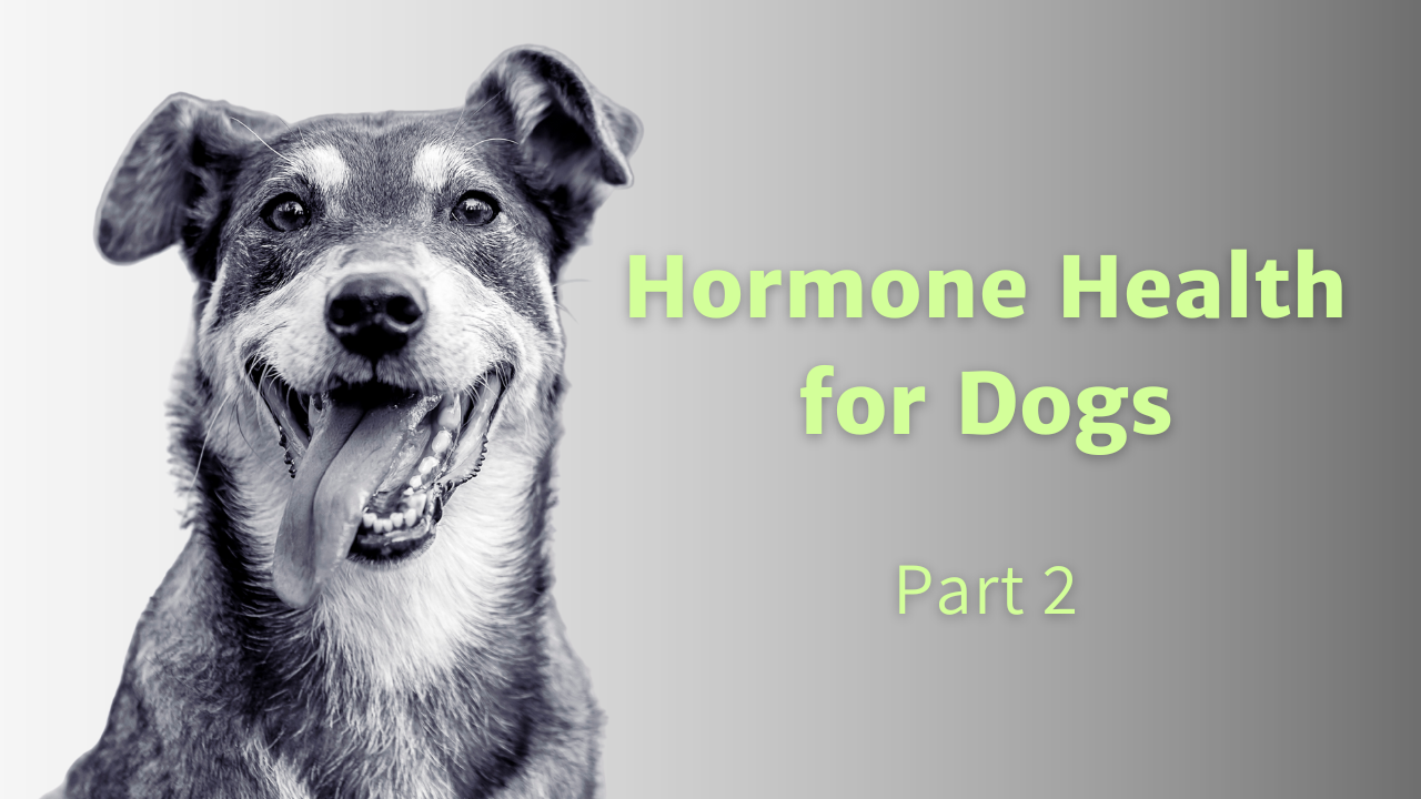 Hormone Health For Dogs
